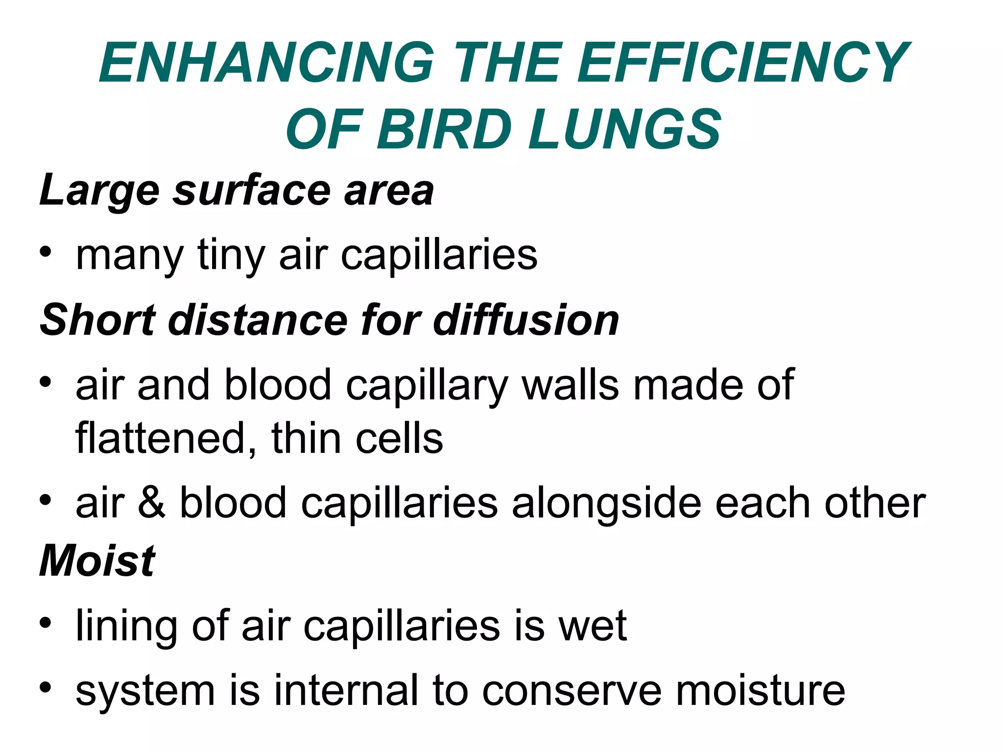 Gas exchange in animals by madeleine | PPT