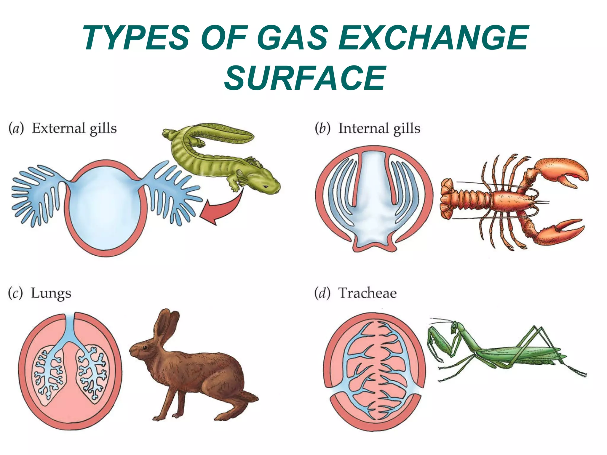 Gas exchange in animals by madeleine | PPT