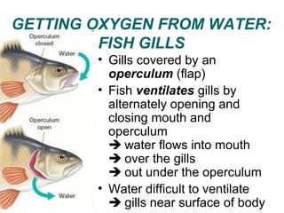 Gas exchange in animals by madeleine | PPT