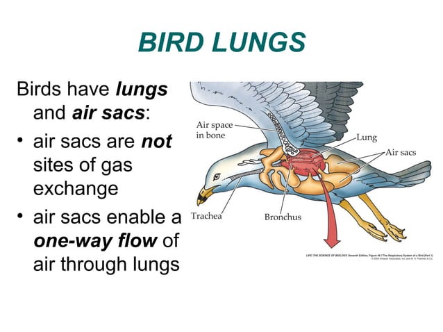 Gas exchange in animals by madeleine | PPT