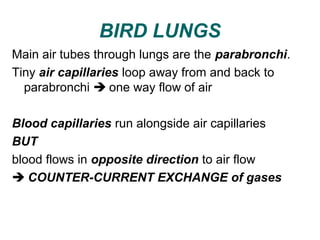 Gas exchange in animals by madeleine | PPT