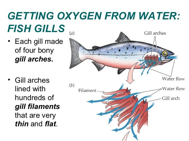 Gas exchange in animals by madeleine