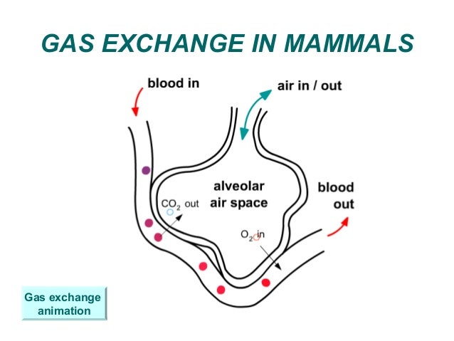 Gas exchange in animals by madeleine