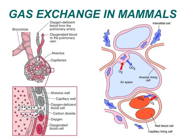 Gas exchange in animals by madeleine