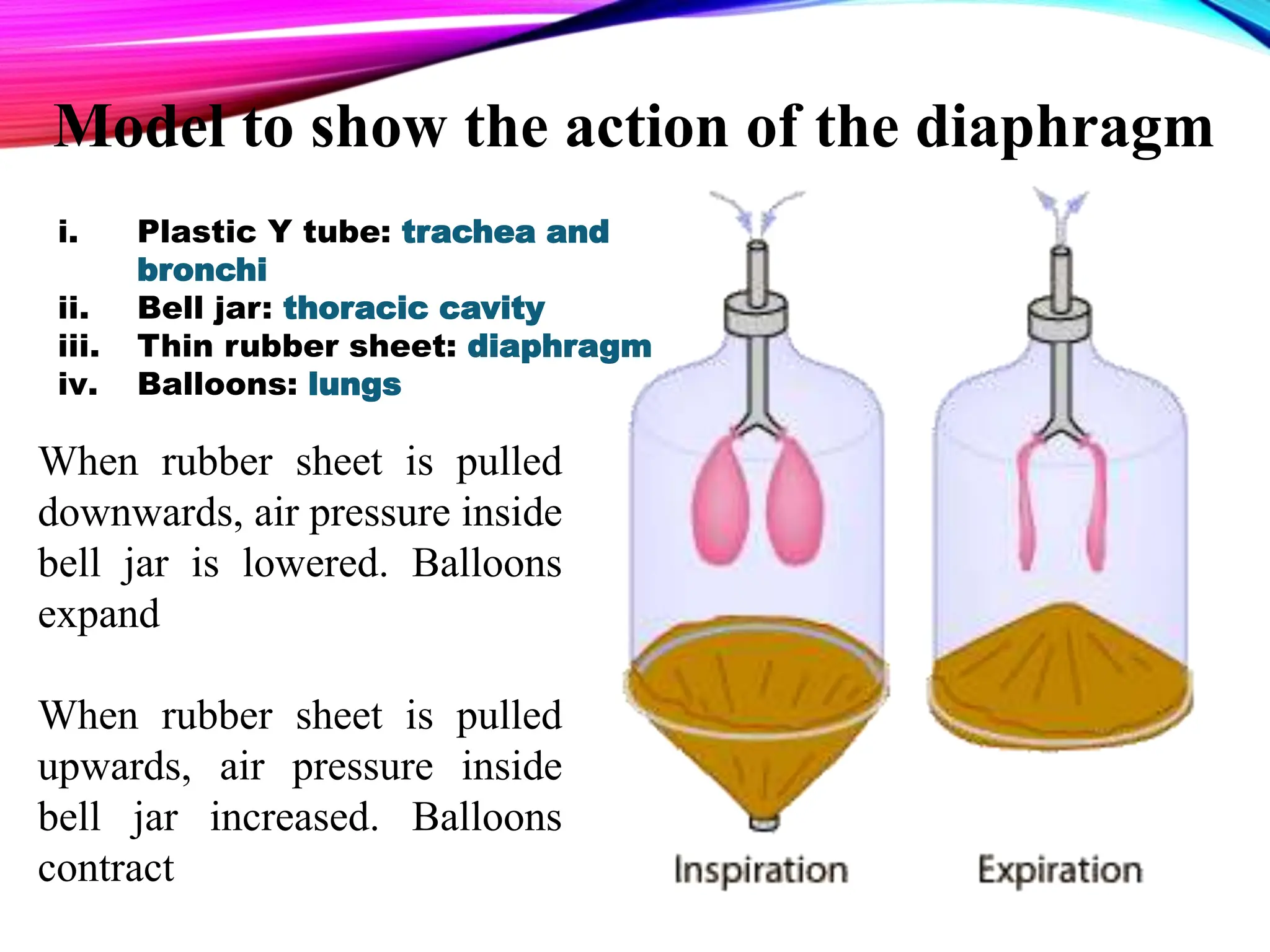 Gas exchange in humans.pptx GCSE Biology | PPTX