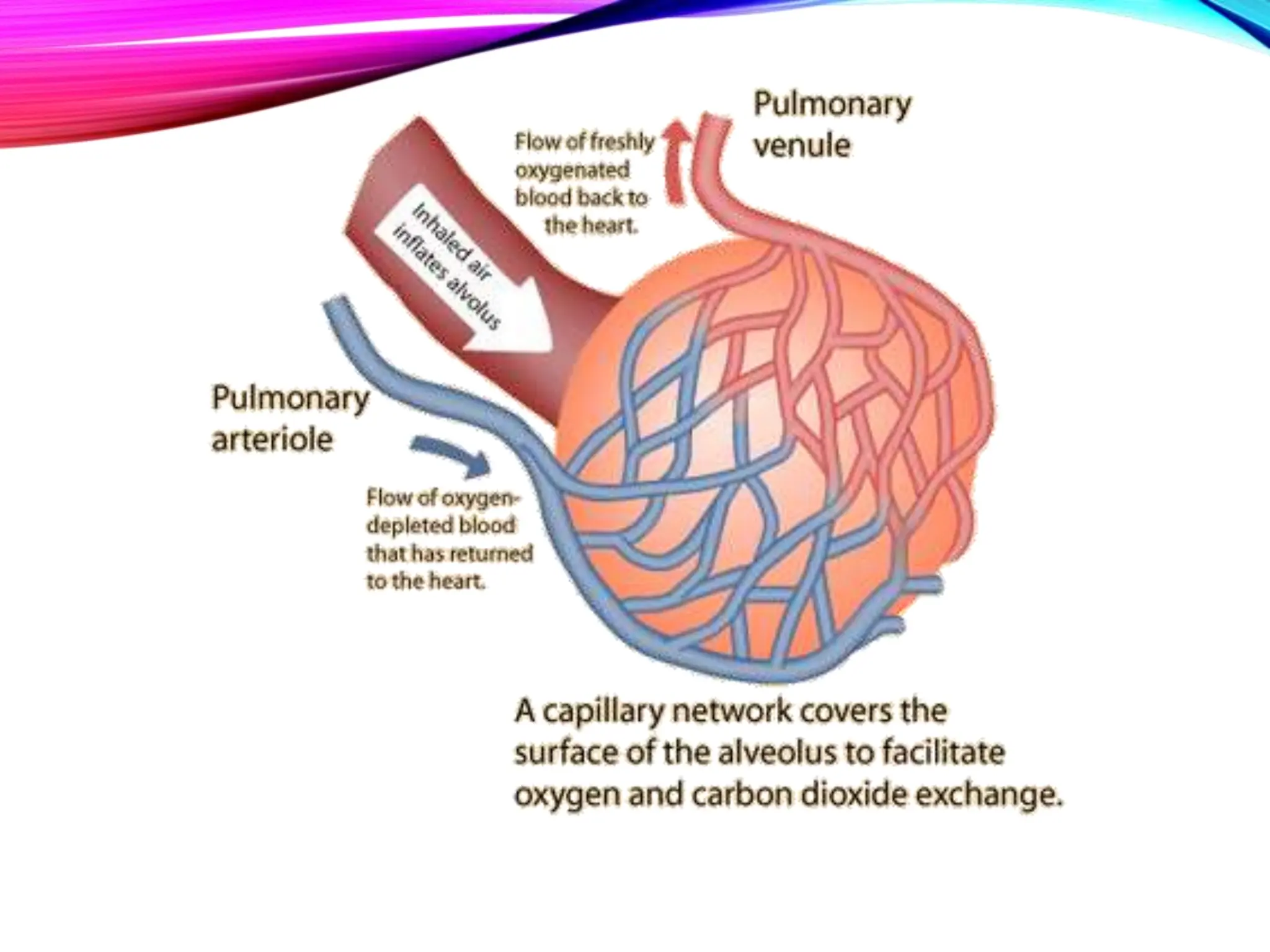 Gas exchange in humans.pptx GCSE Biology | PPTX