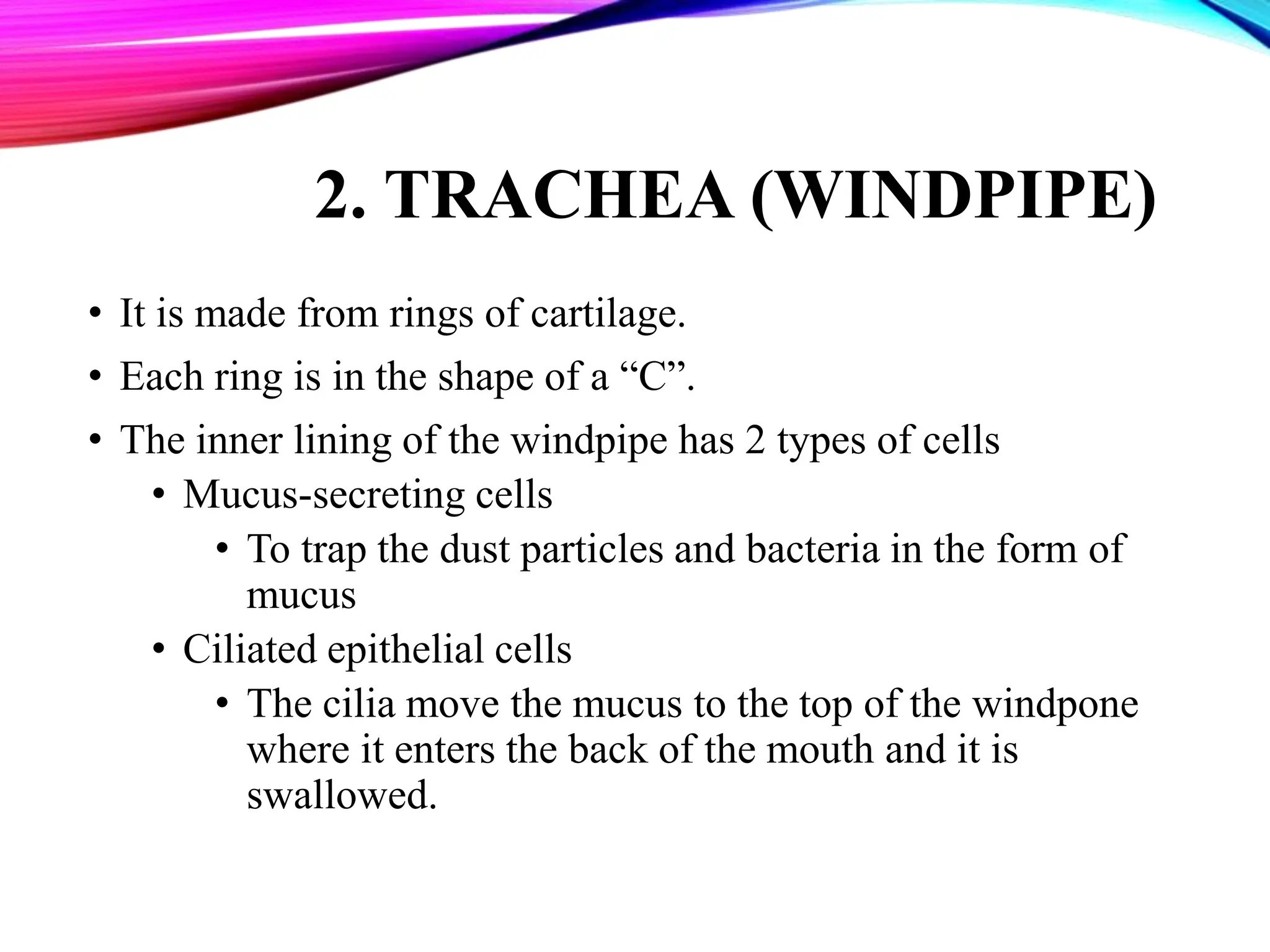 Gas exchange in humans.pptx GCSE Biology | PPTX
