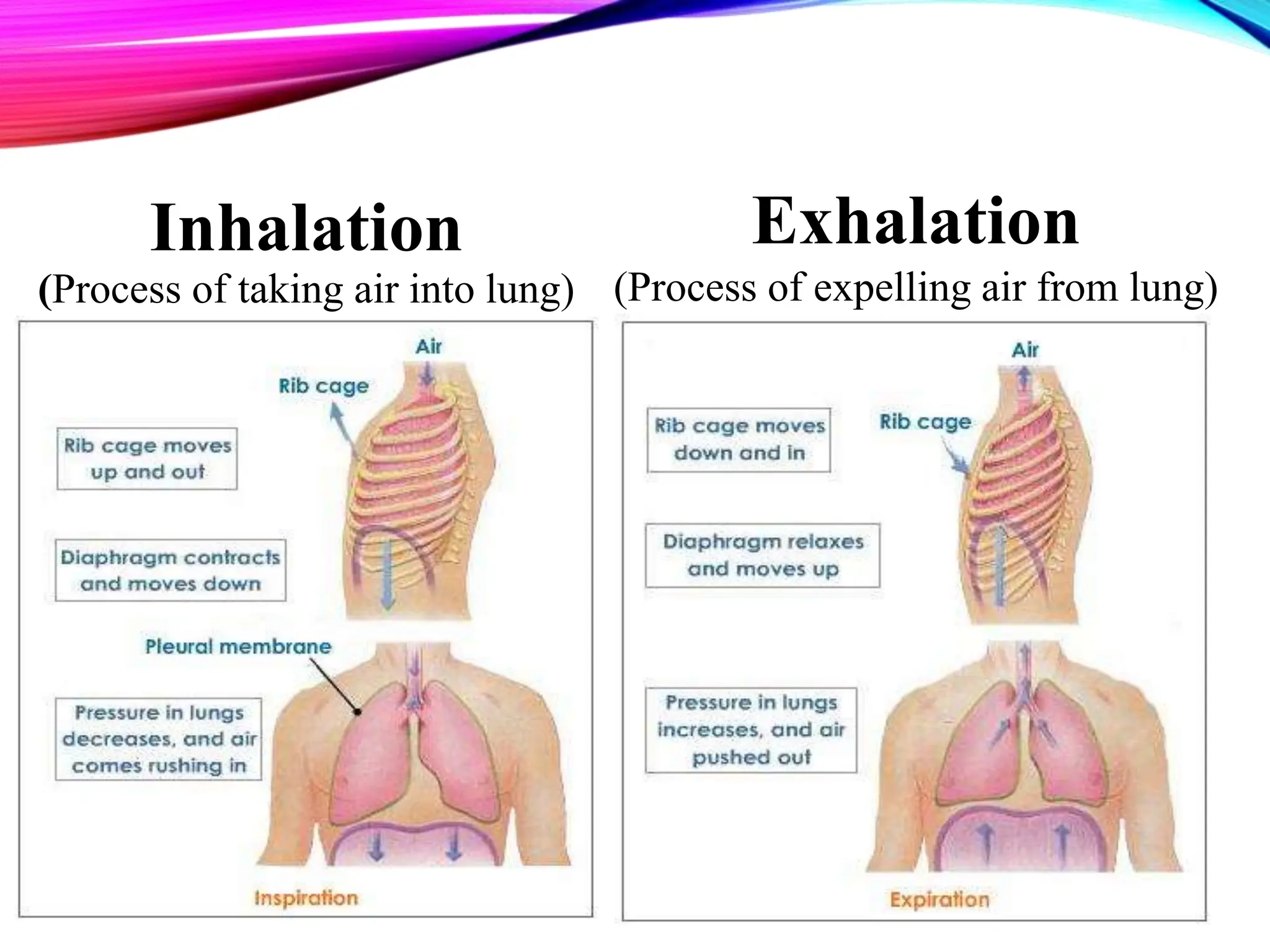 Gas exchange in humans.pptx GCSE Biology | PPTX