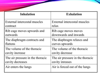Gas exchange in humans.pptx GCSE Biology | PPTX