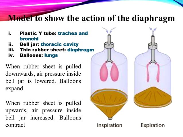 Gas exchange in humans.pptx GCSE Biology | PPTX | Lung and Respiratory ...