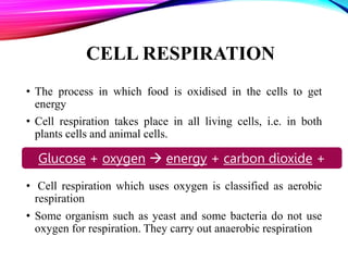 Gas exchange in humans.pptx GCSE Biology | PPTX