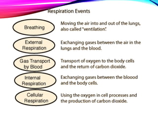 Gas exchange in humans.pptx GCSE Biology | PPTX