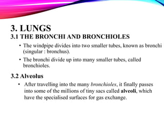Gas exchange in humans.pptx GCSE Biology | PPTX