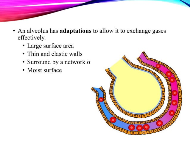 Gas exchange in humans.pptx GCSE Biology | PPTX | Lung and Respiratory ...