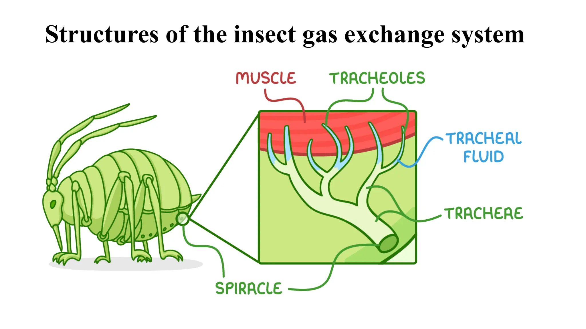 Gas Exchange in Insects and structures 01 | PPTX