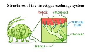 Gas Exchange in Insects and structures 01 | PPT