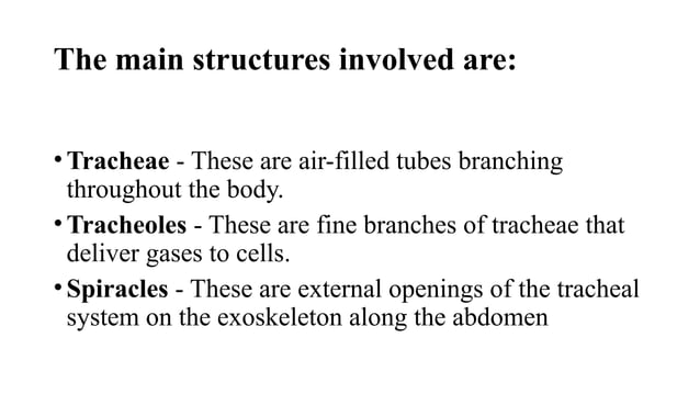 Gas Exchange in Insects and structures 01 | PPT