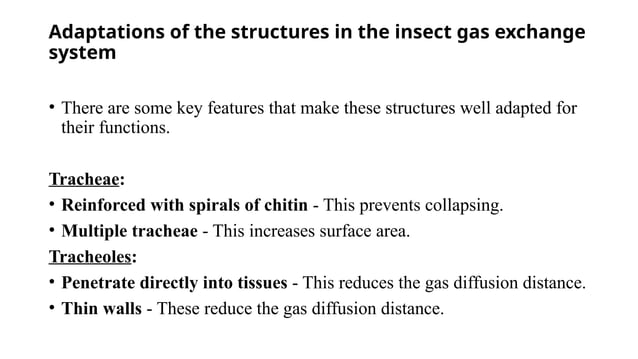 Gas Exchange in Insects and structures 01 | PPT