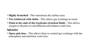 Gas Exchange in Insects and structures 01 | PPTX