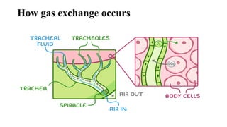 Gas Exchange in Insects and structures 01 | PPTX