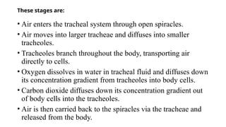 Gas Exchange in Insects and structures 01 | PPTX