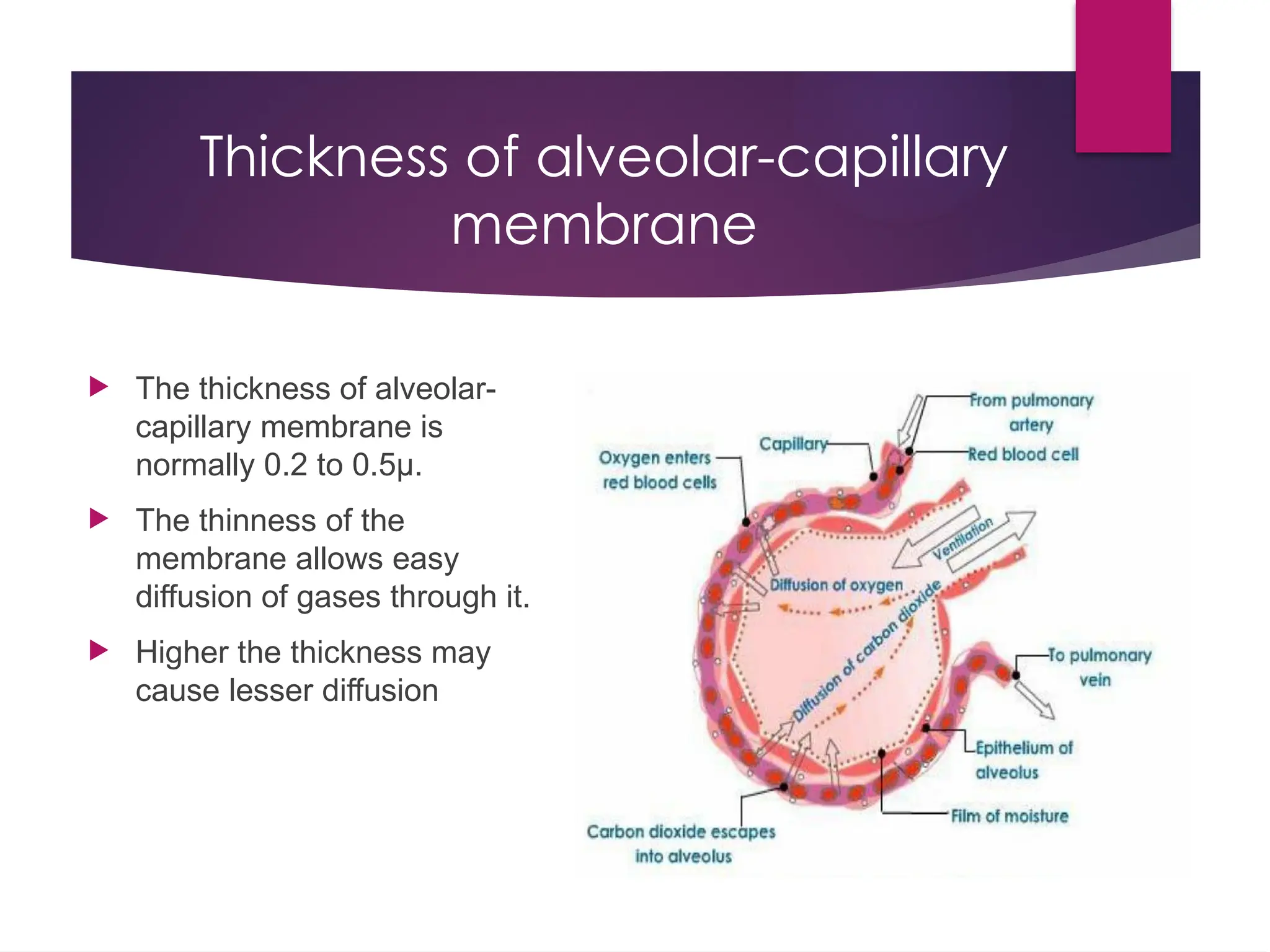 Gas exchange takes place in lungs during breathing.pptx | Lung and ...