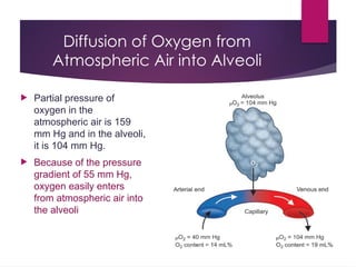 Gas exchange takes place in lungs during breathing.pptx | Lung and ...