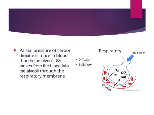 Gas exchange takes place in lungs during breathing.pptx