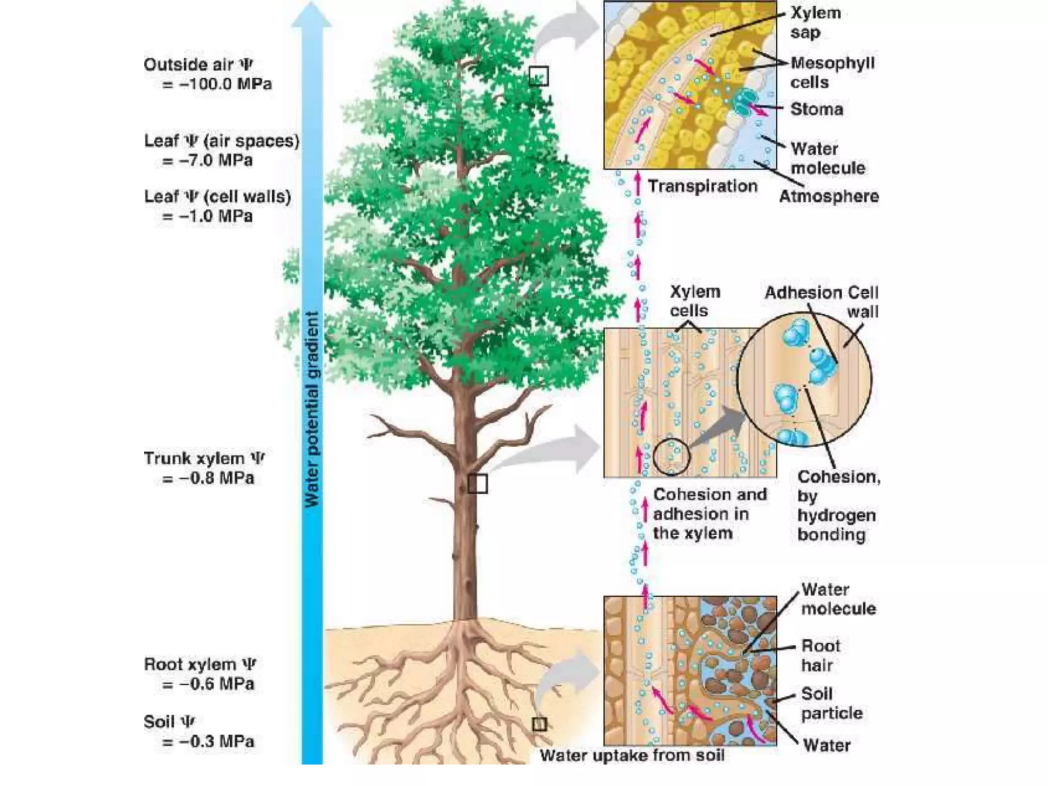 Gas exchange in plants | PPT