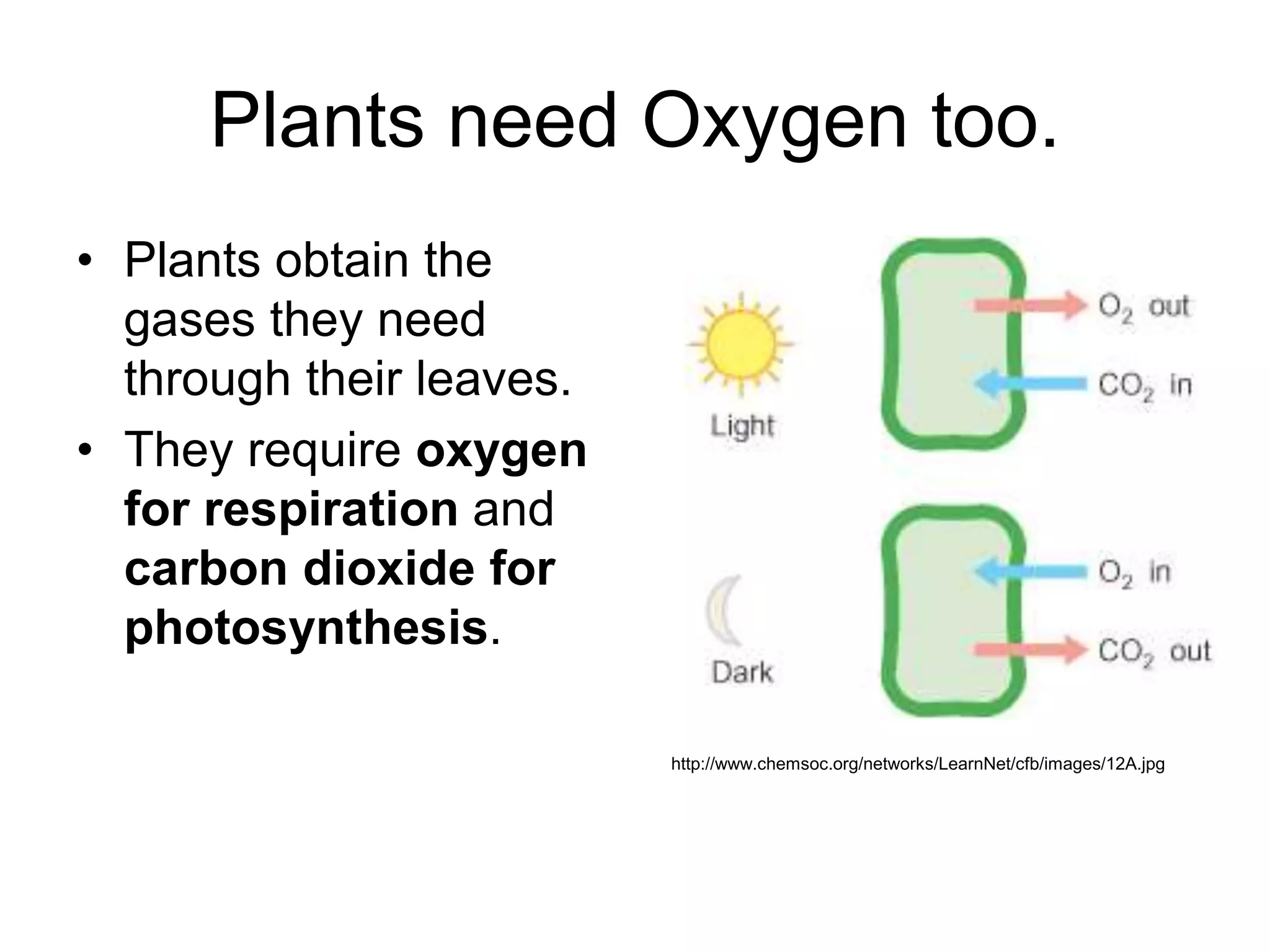 Gas exchange in plants | PPT