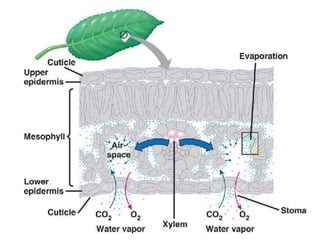Gas exchange in plants | PPT