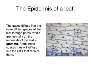 Gas exchange in plants | PPT