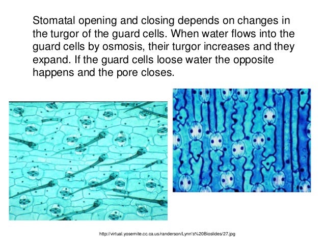 Gas exchange in plants