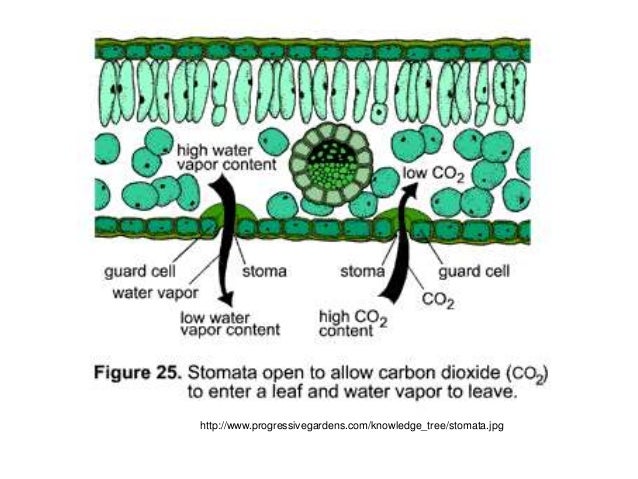 Gas exchange in plants