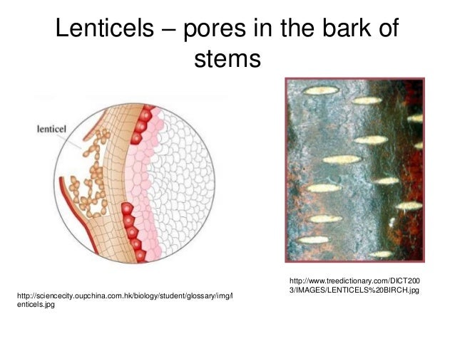 Gas exchange in plants
