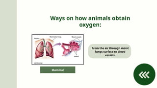 Topic about Gas Exchange in Plants and Animals.pptx