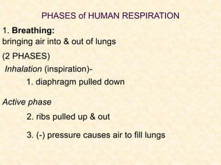 GAS EXCHANGE pRESENTATION2.ppt | Lung and Respiratory Health | Diseases ...
