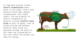Gas from cows.pptx