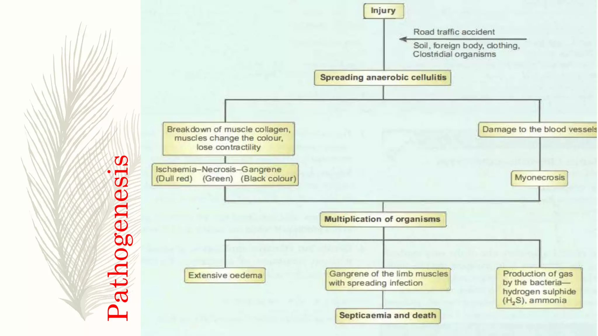 Gas gangrene | PPT
