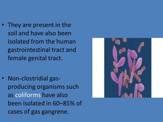 Gas gangrene | PDF