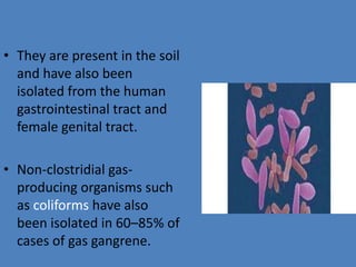 gas gangrene.ppt | Infectious Diseases | Diseases and Conditions