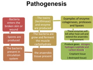 gas gangrene.ppt