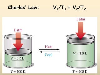 Gas laws | PPTX