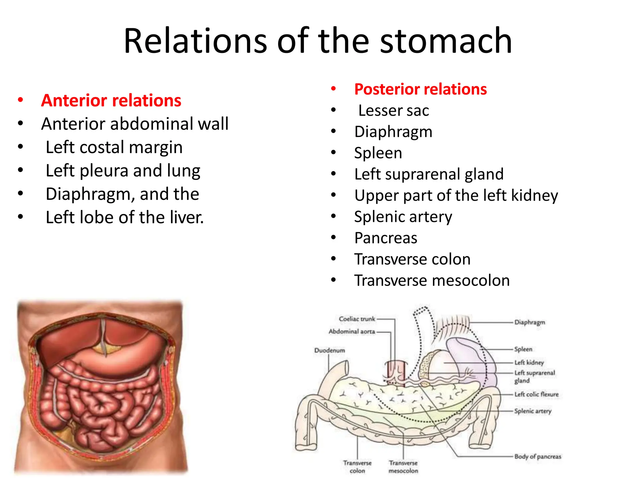 Gastero intestinal tract- Antomy and Physiology stomach.pptx