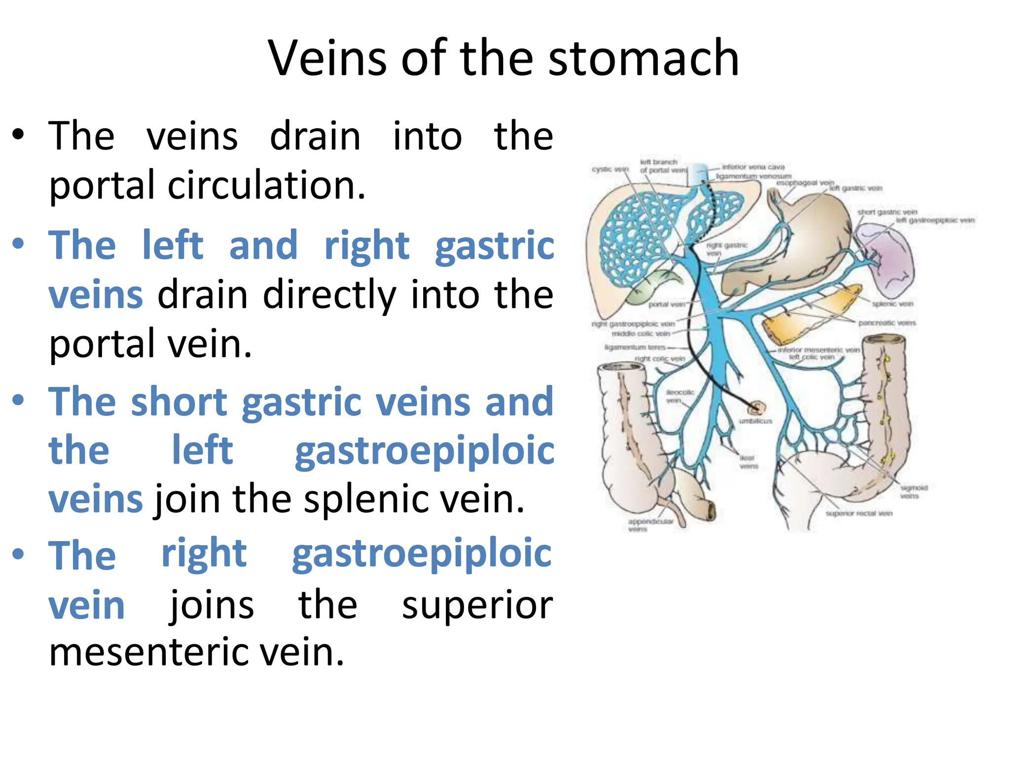 Gastero intestinal tract- Antomy and Physiology stomach.pptx