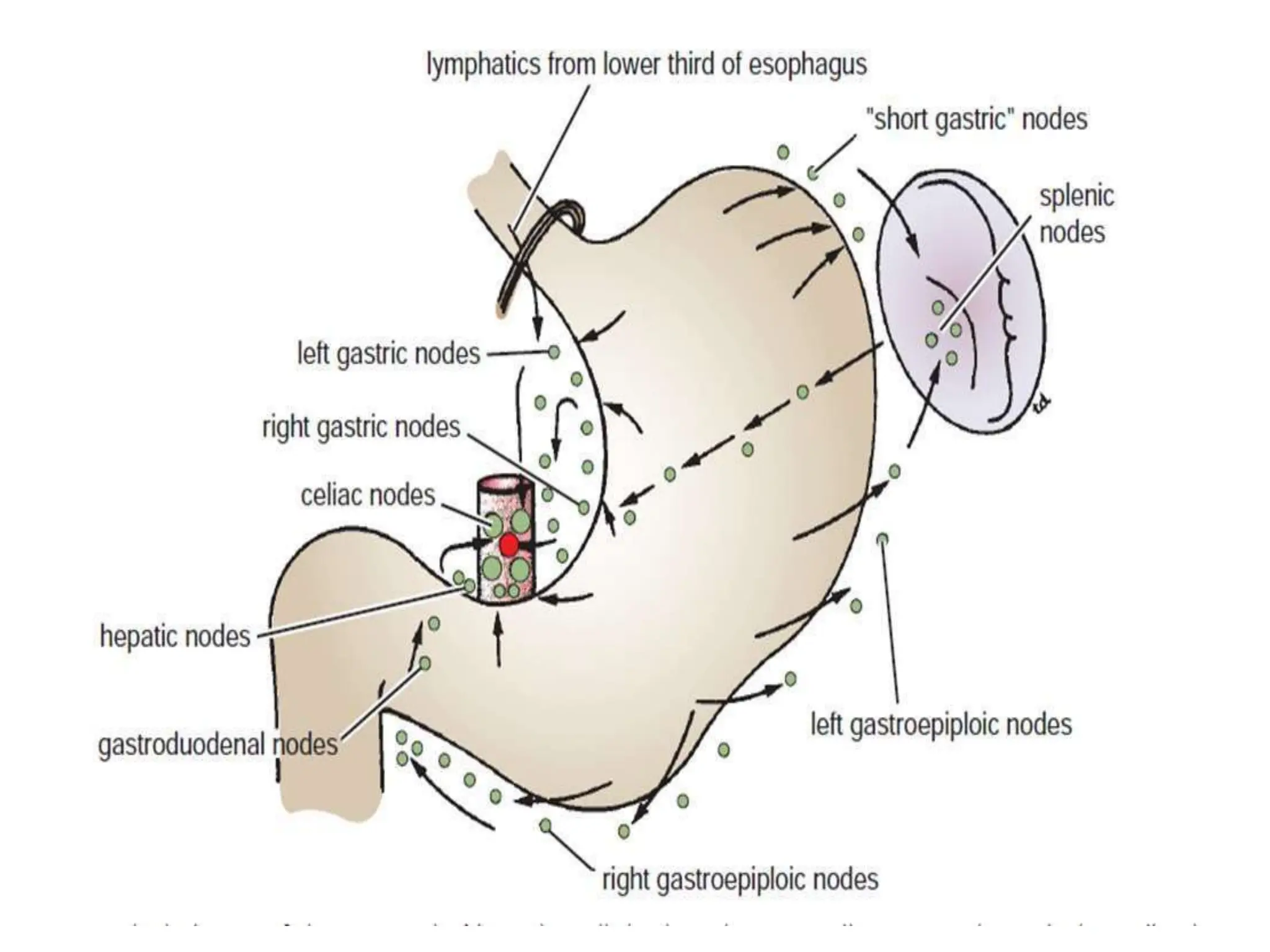 Gastero intestinal tract- Antomy and Physiology stomach.pptx