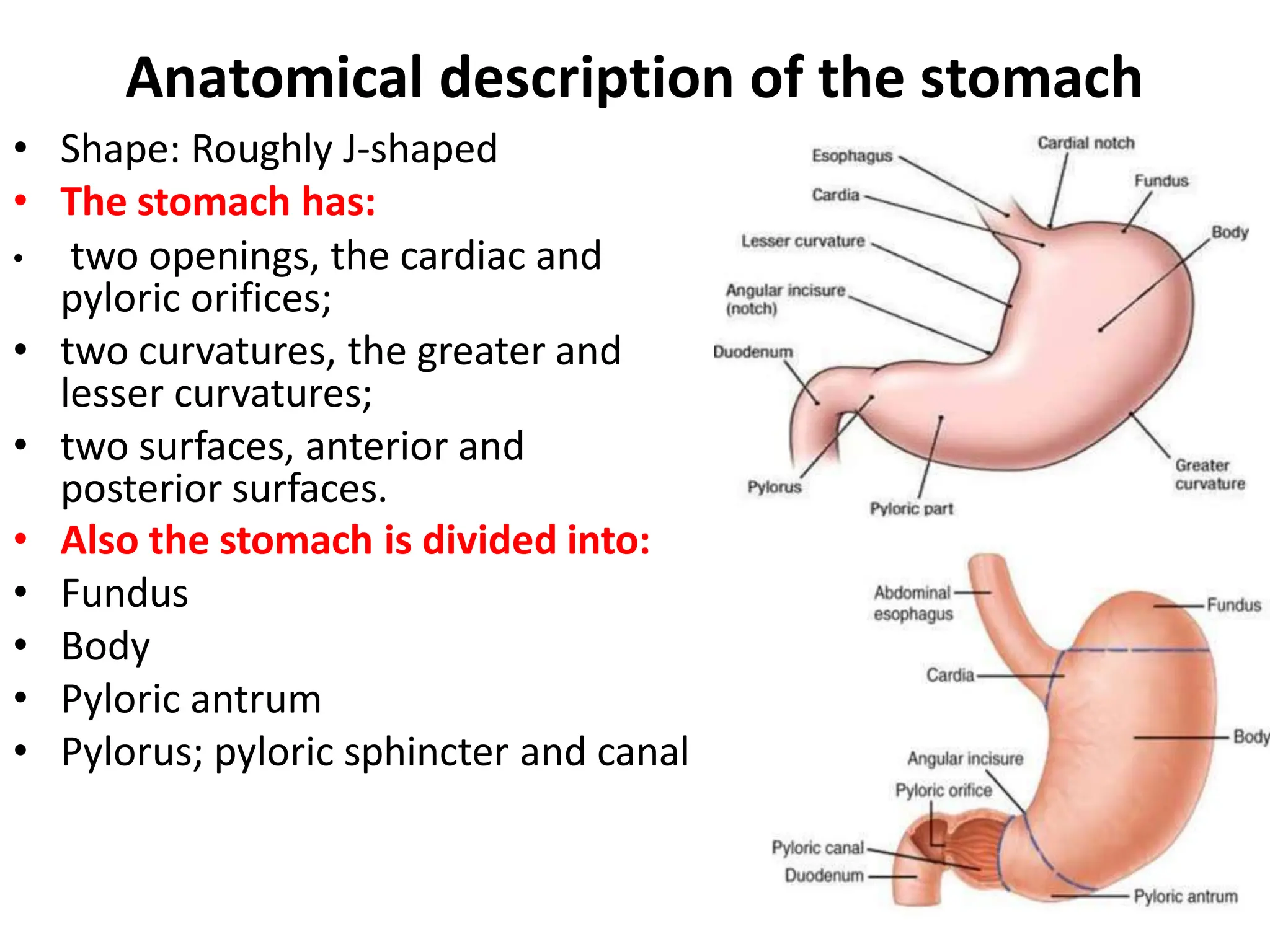 Gastero intestinal tract- Antomy and Physiology stomach.pptx ...