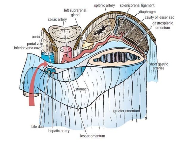Gastero intestinal tract- Antomy and Physiology stomach.pptx