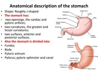Gastero intestinal tract- Antomy and Physiology stomach.pptx