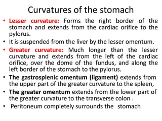 Gastero intestinal tract- Antomy and Physiology stomach.pptx